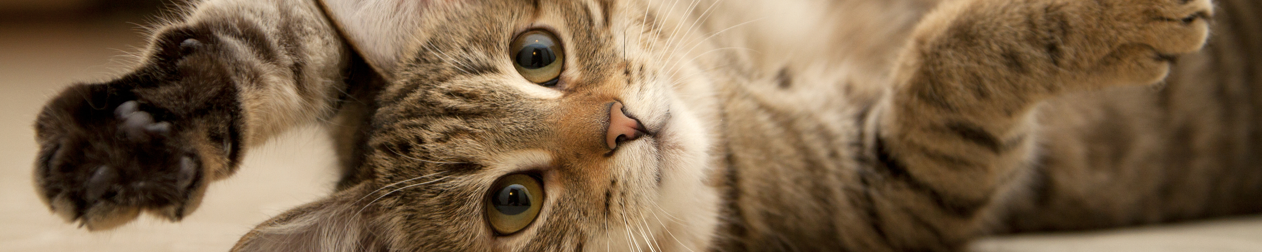 Een kat adopteren | Dierenasiel Roeselare